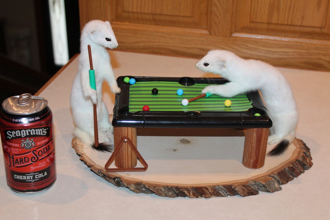 2 New Taxidermy Weasels Mink Ermine Stoat Fur Mount Billiard Pool ...
