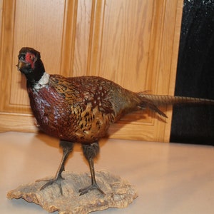 Standing Chinese Ringneck Pheasant Rooster Taxidermy Log Cabin Decor ...