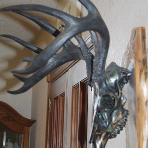 New Whitetail Deer Head European Skull Mount Taxidermy Cape Shed Antler ...
