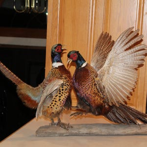 Taxidermy Pair Fighting Ring Neck Pheasant Mounts Novelty Present Whitetail Deer Log Cabin Decor ...