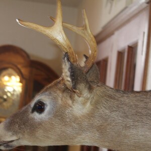 Whitetail Deer Head Shoulder Mount Taxidermy Cape Shed Antler Hunt Mule ...