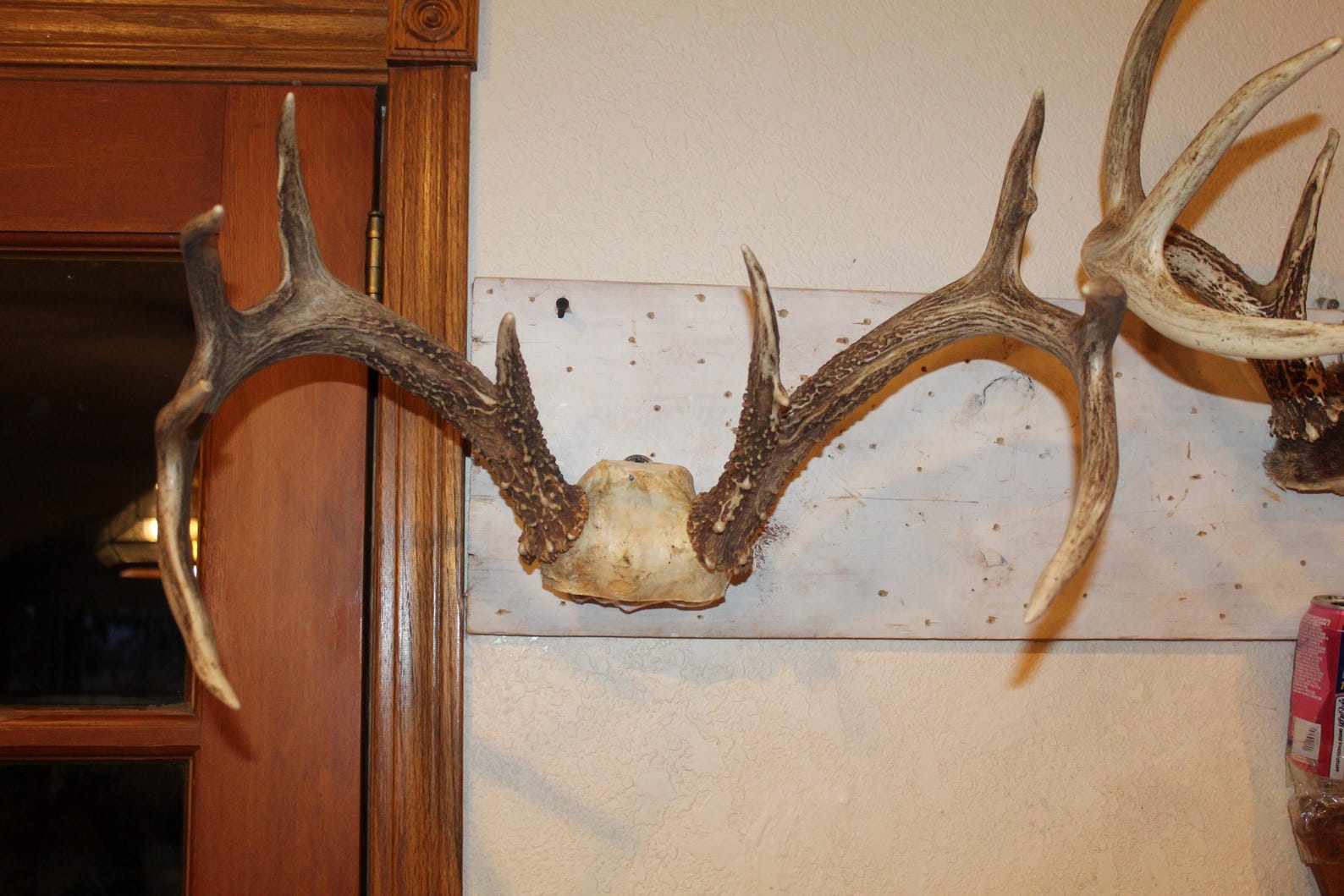 Whitetail Deer Mounts Taxidermy Antler Hunt Racks Log Cabin Wall Decor ...