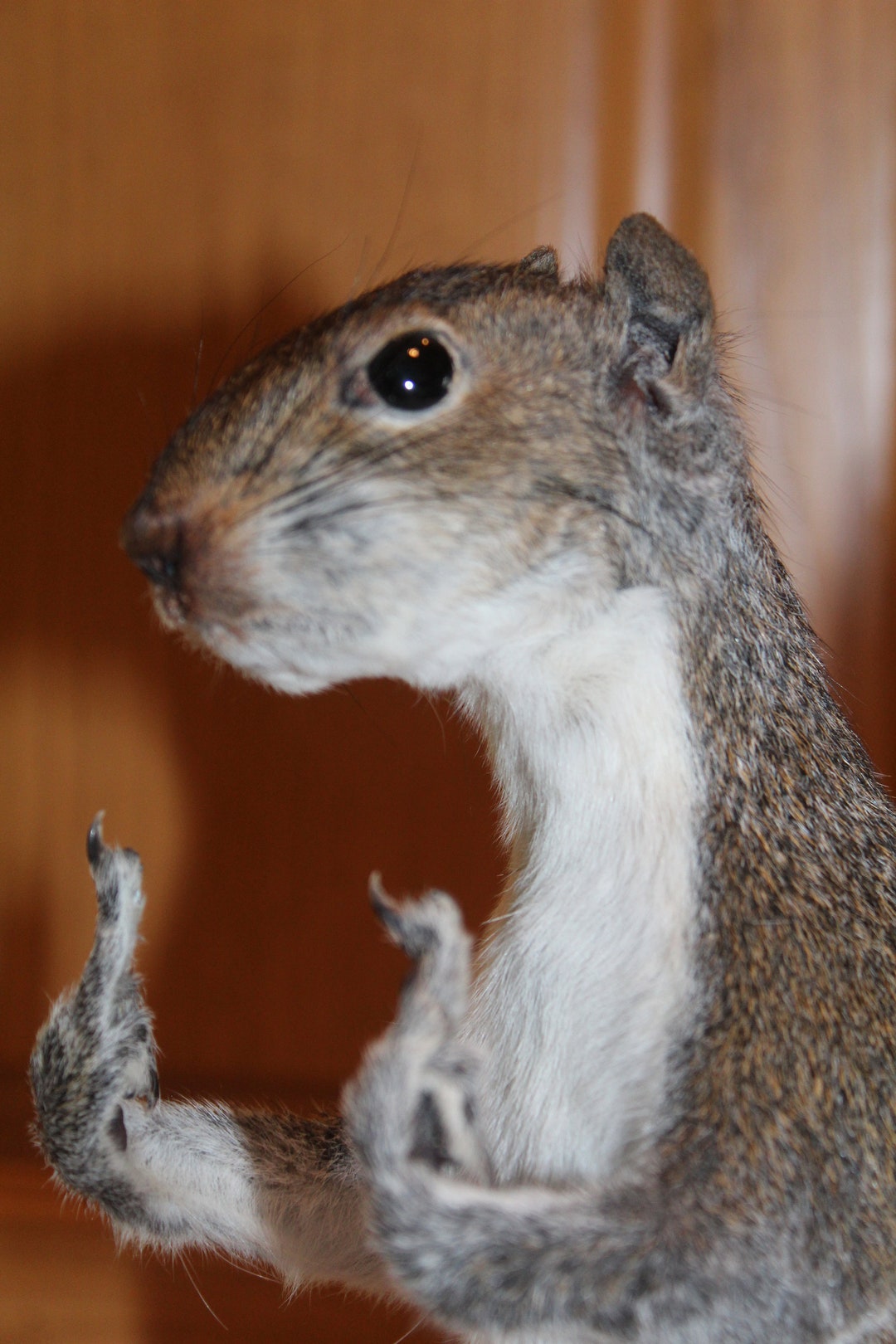 Taxidermy Funny Squirrel Chipmunk Mount Novelty Present Whitetail Deer ...