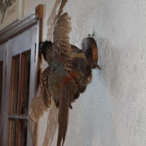 Flying Chinese Ringneck Pheasant Rooster Taxidermy Log Cabin Decor ...