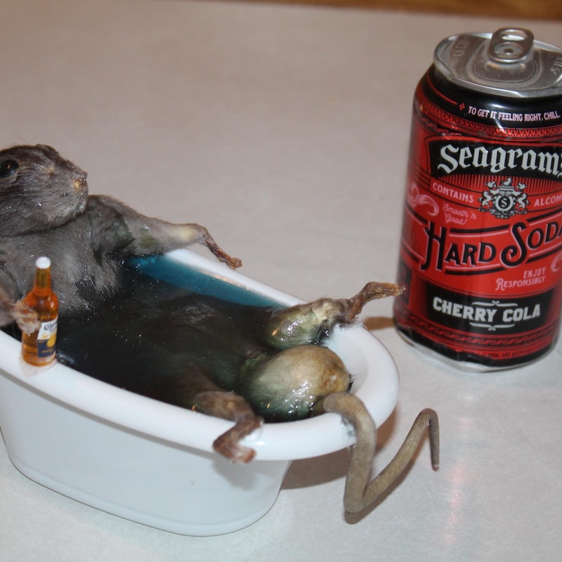 Taxidermy Rat - Etsy