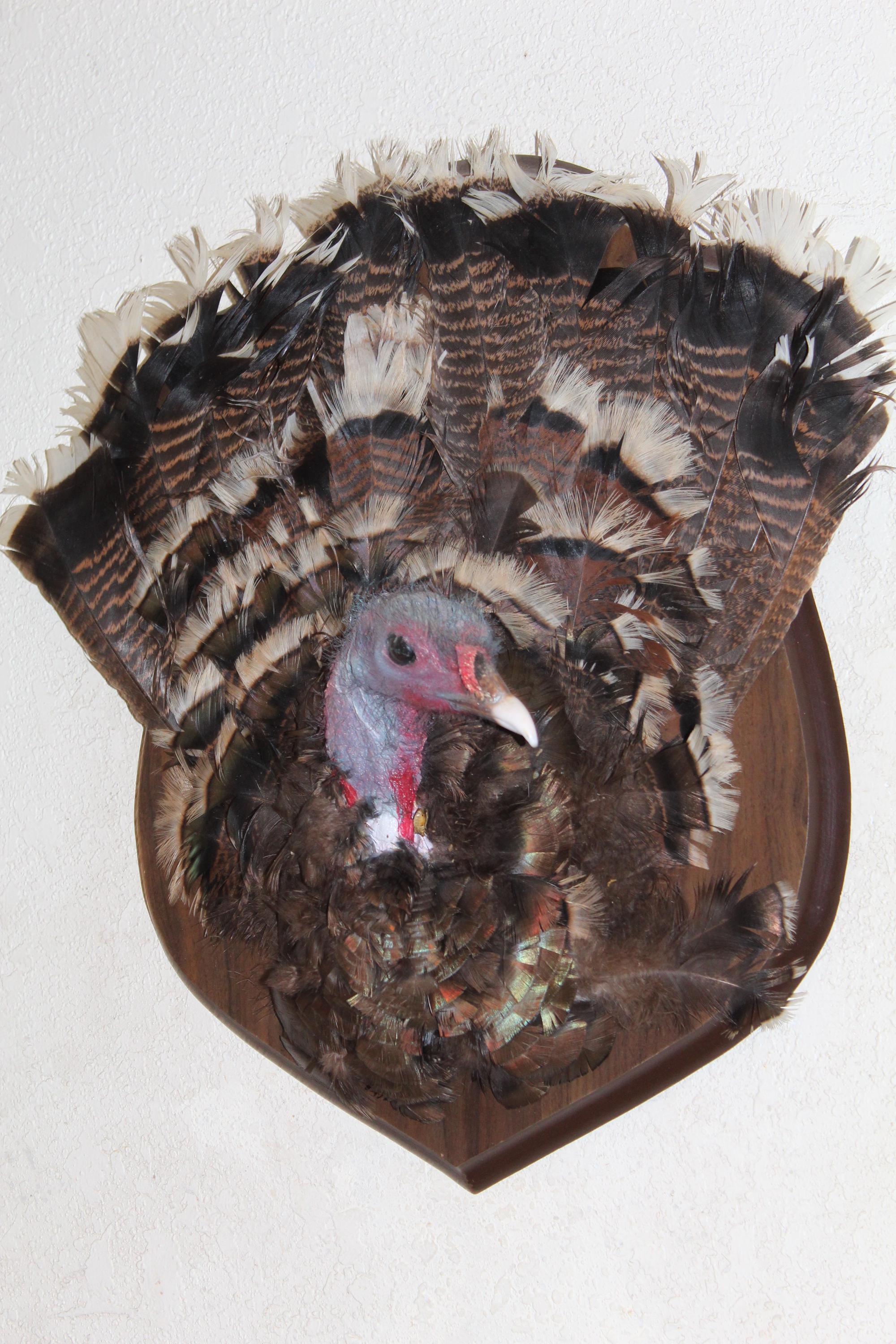 Hen Turkey Mount Taxidermy Tom Jake Whitetail Deer Shed Antler Log ...