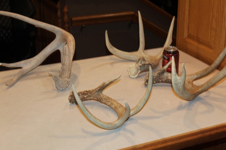 Droptine Drop Tine Whitetail Deer Shed Antler Mounts Taxidermy Hunt Log ...