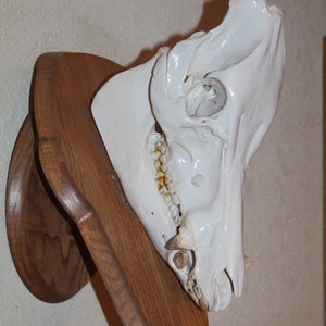 European Pig Wild Boar Skull Mount Taxidermy Bone Teeth - Etsy