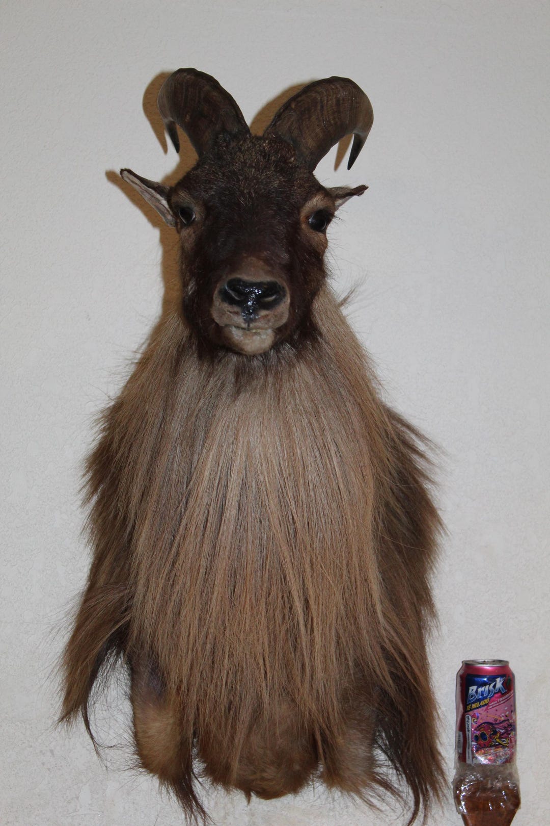 Himalayan Tahr Chamois Antelope Sheep Mount Taxidermy Cape Goat Sheep ...