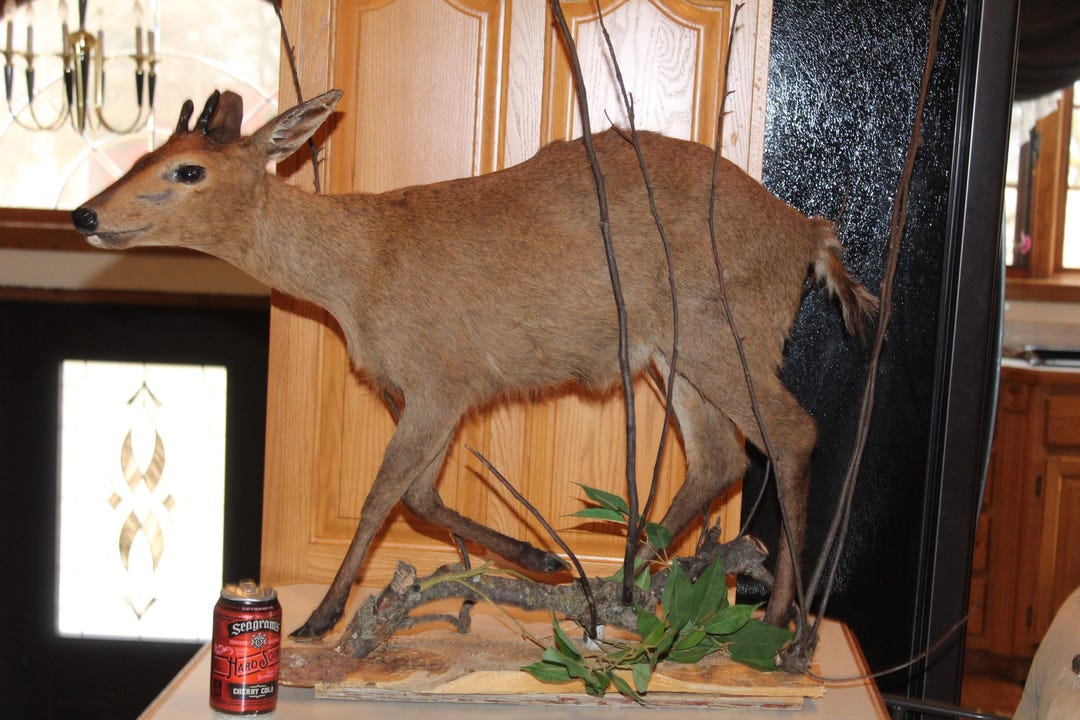 Taxidermy Duiker Steenbok Antelope Mount Africa Safari Hunt Whitetail ...