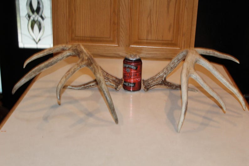 Whitetail Deer Shed Antler Mounts Taxidermy Hunt Log Cabin Wall Decor ...