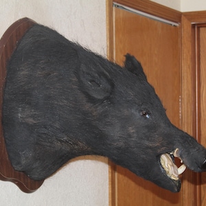 Pig Head Mount Taxidermy Log Cabin Decor - Etsy