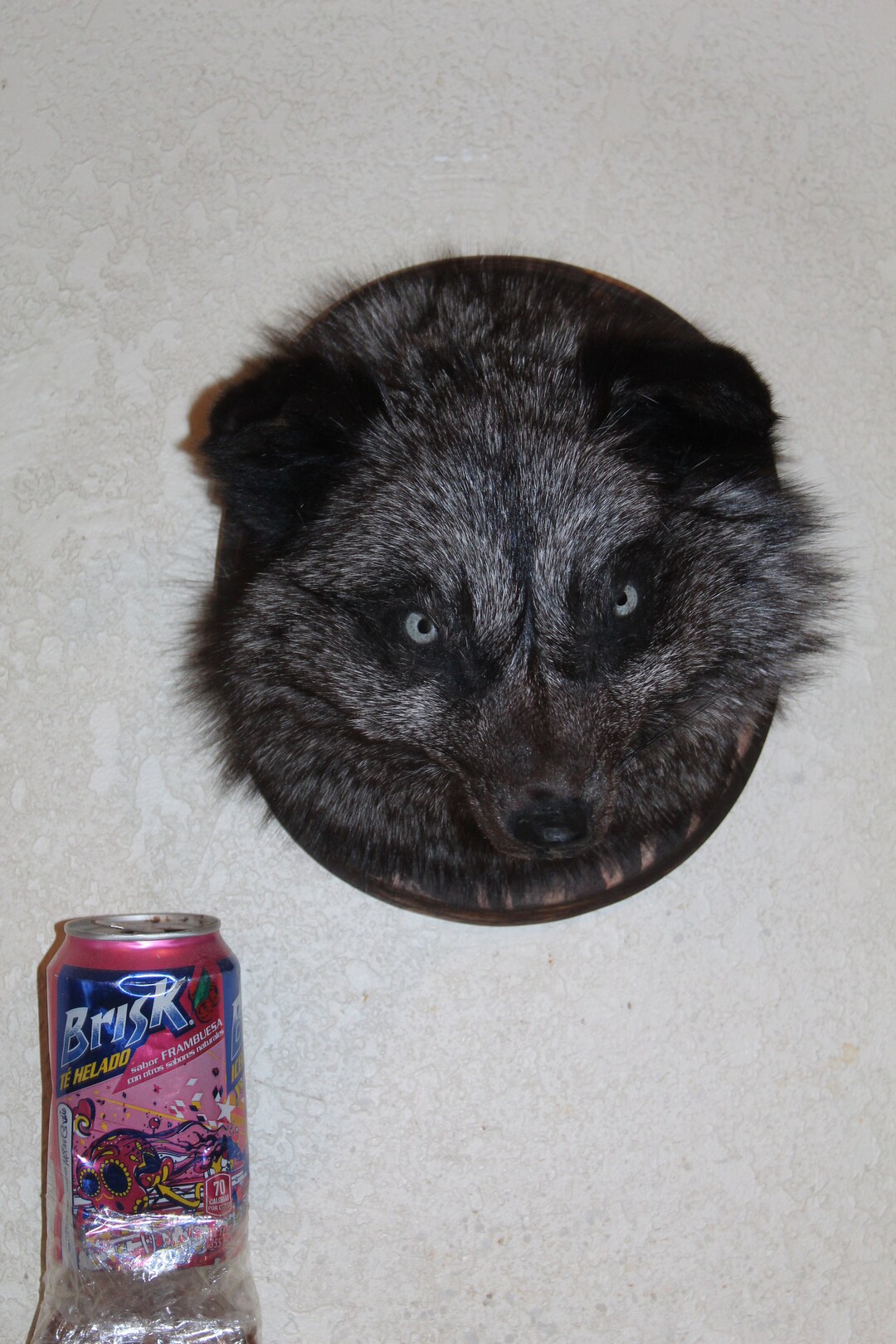 New Fox Head Mount Taxidermy Whitetail Deer Antler Mule Hunt - Etsy