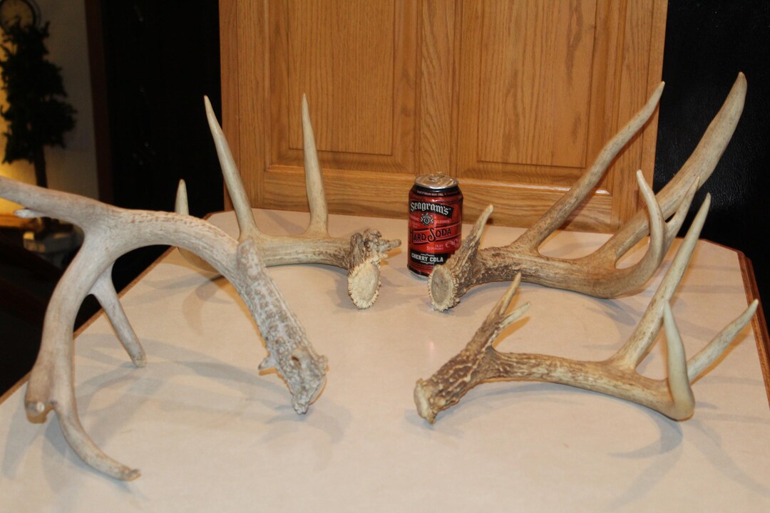 Droptine Drop Tine Whitetail Deer Shed Antler Mounts Taxidermy Hunt Log ...