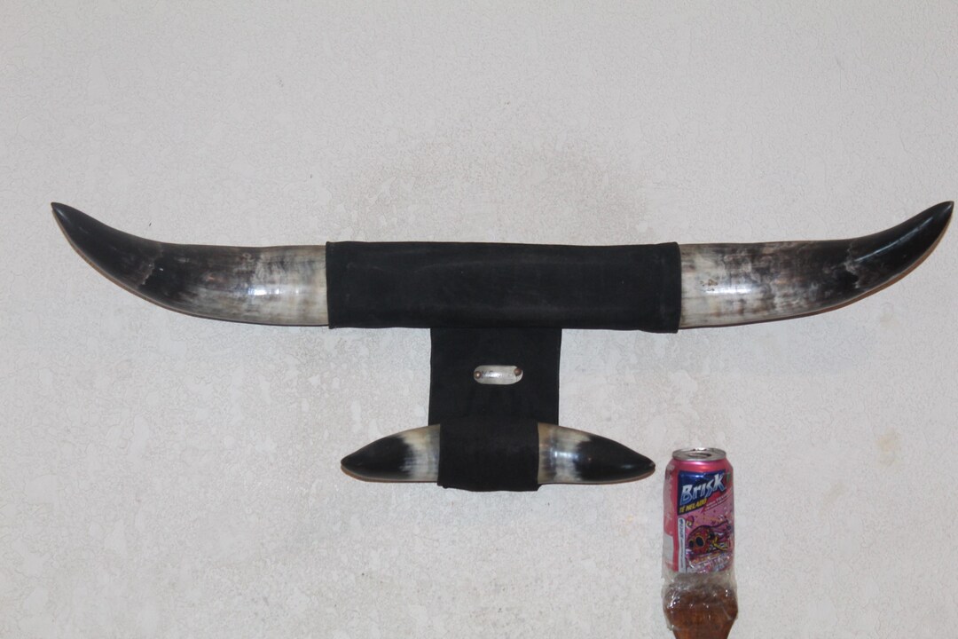 Polished Steer Cattle Bull Cow Horns Mount Plaque Taxidermy Longhorn - Etsy