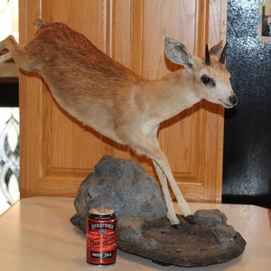 Taxidermy Grey Rhebok Duiker Steenbok Antelope Mount Africa Safari Hunt ...