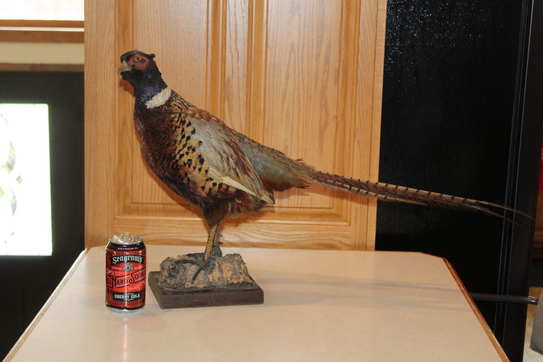 Standing Chinese Ringneck Pheasant Rooster Taxidermy Log Cabin Decor ...
