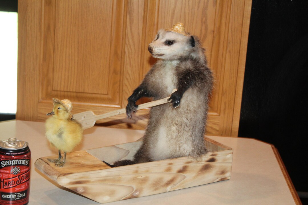 New Opossum Baby Chick Mount Boat Taxidermy Whitetail Deer Log Cabin ...