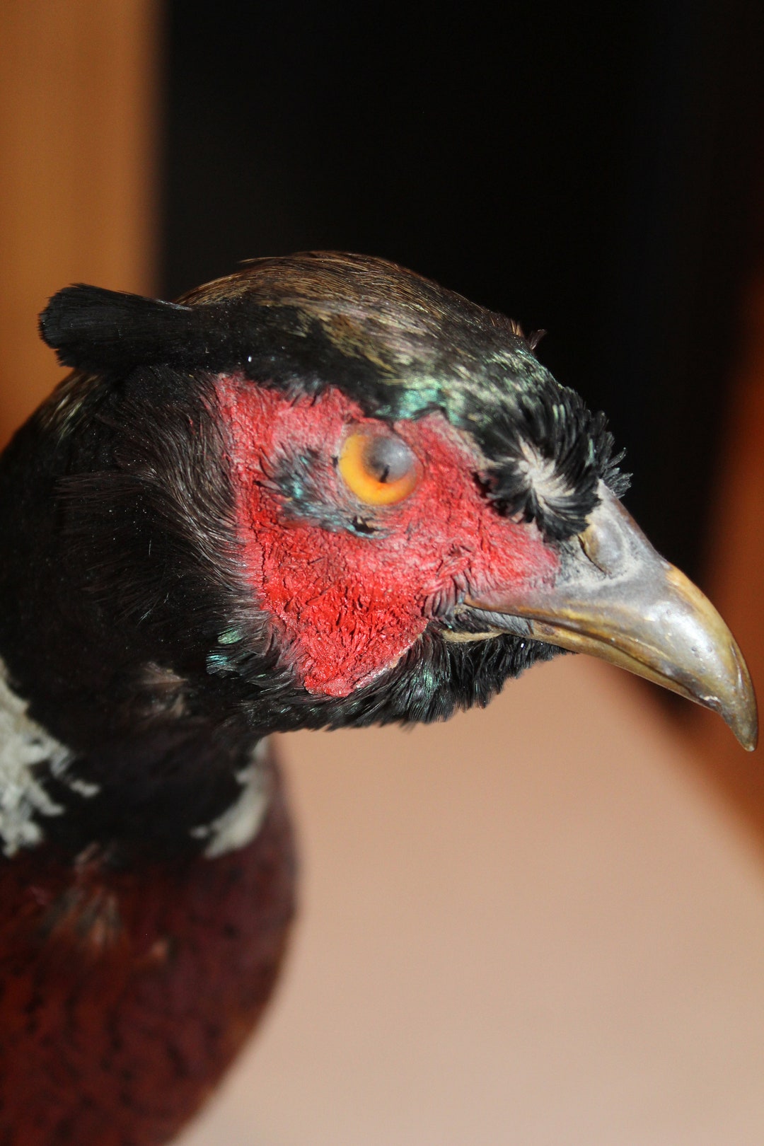 Standing Chinese Ringneck Pheasant Rooster Taxidermy Log Cabin Decor ...