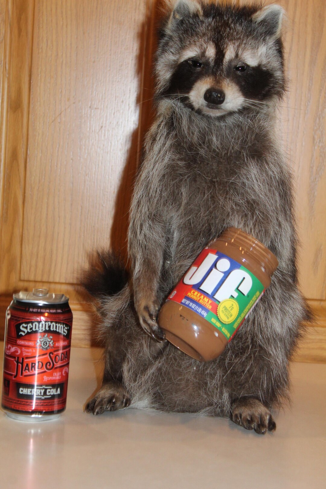 New Raccoon Mount Taxidermy Antler Candy Coon Novelty Whitetail Deer ...