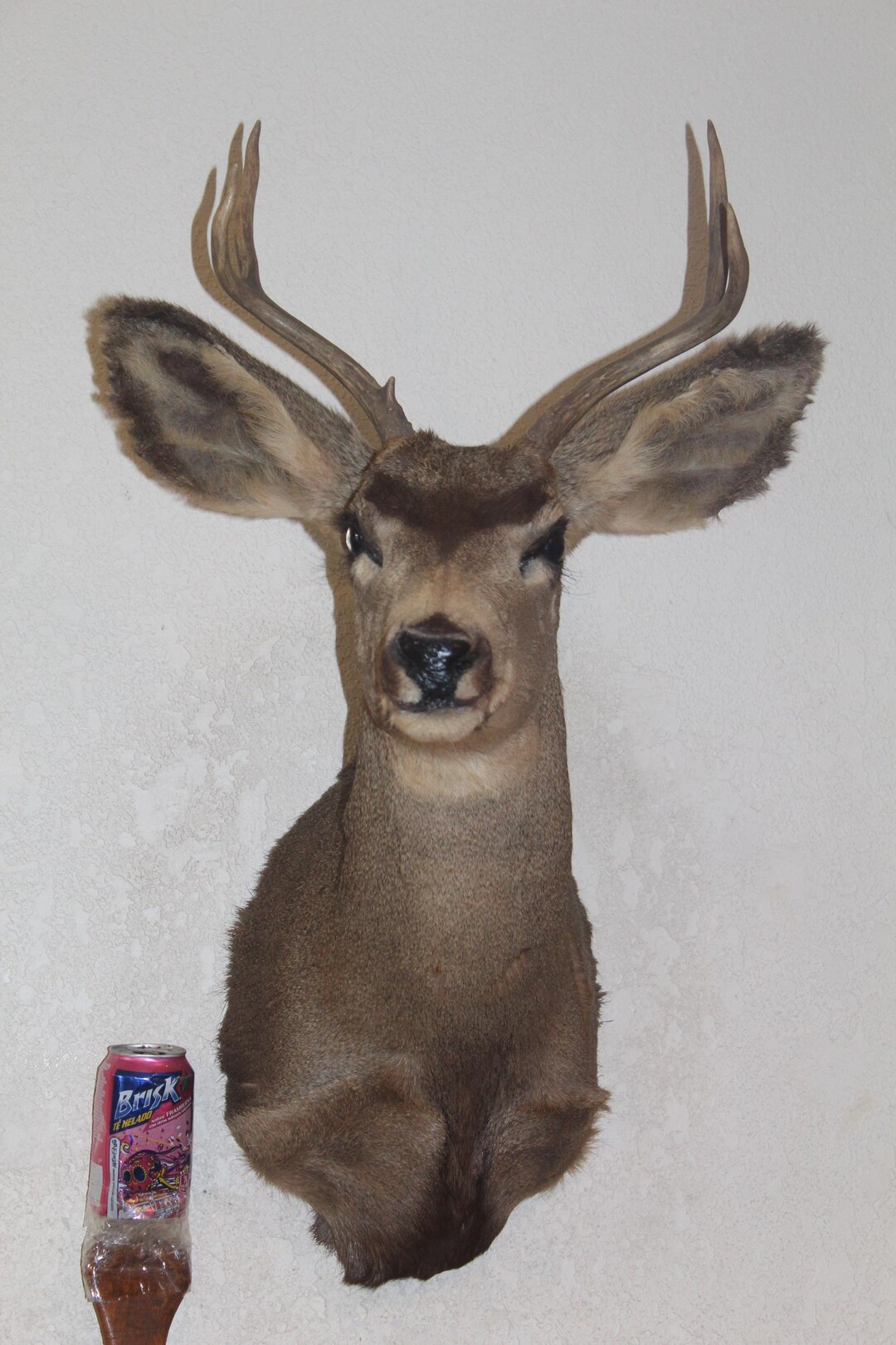 Blacktail Deer Head Shoulder Mount Taxidermy Cape Shed Antler Hunt Mule ...