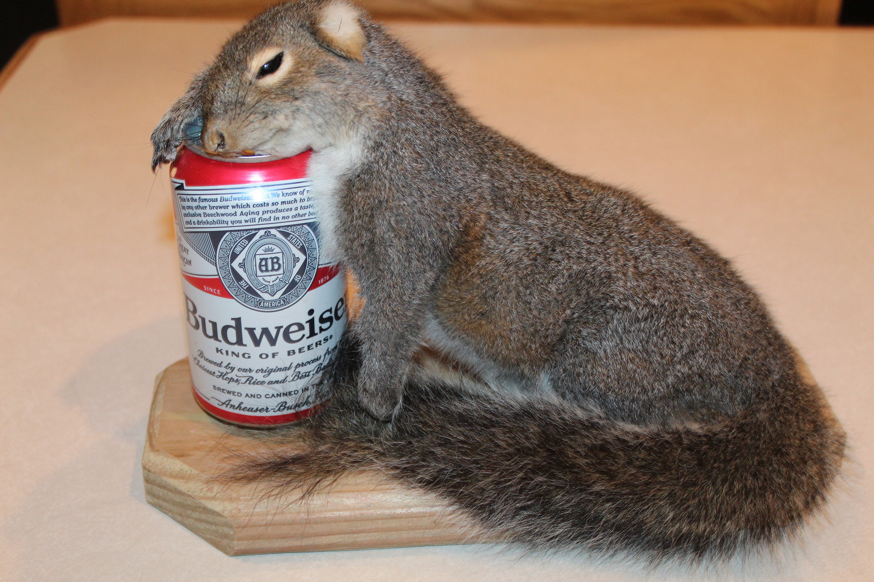Squirrel Drinking Beer