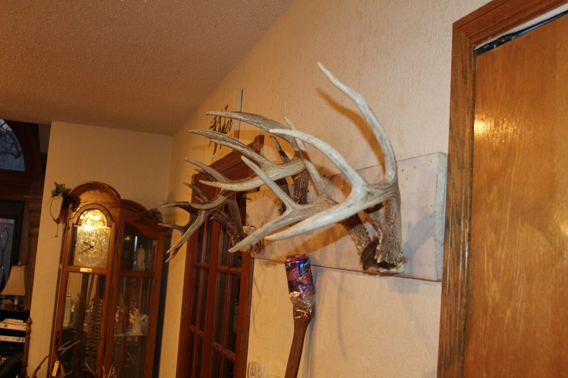 Whitetail Deer Mounts Taxidermy Antler Hunt Racks Log Cabin Wall Decor ...