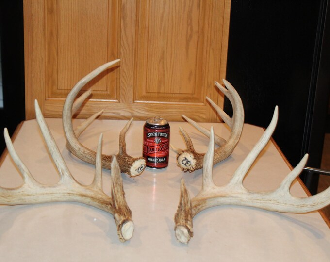 Whitetail Deer Shed Antler Mounts Taxidermy Hunt Log Cabin Wall Decor ...