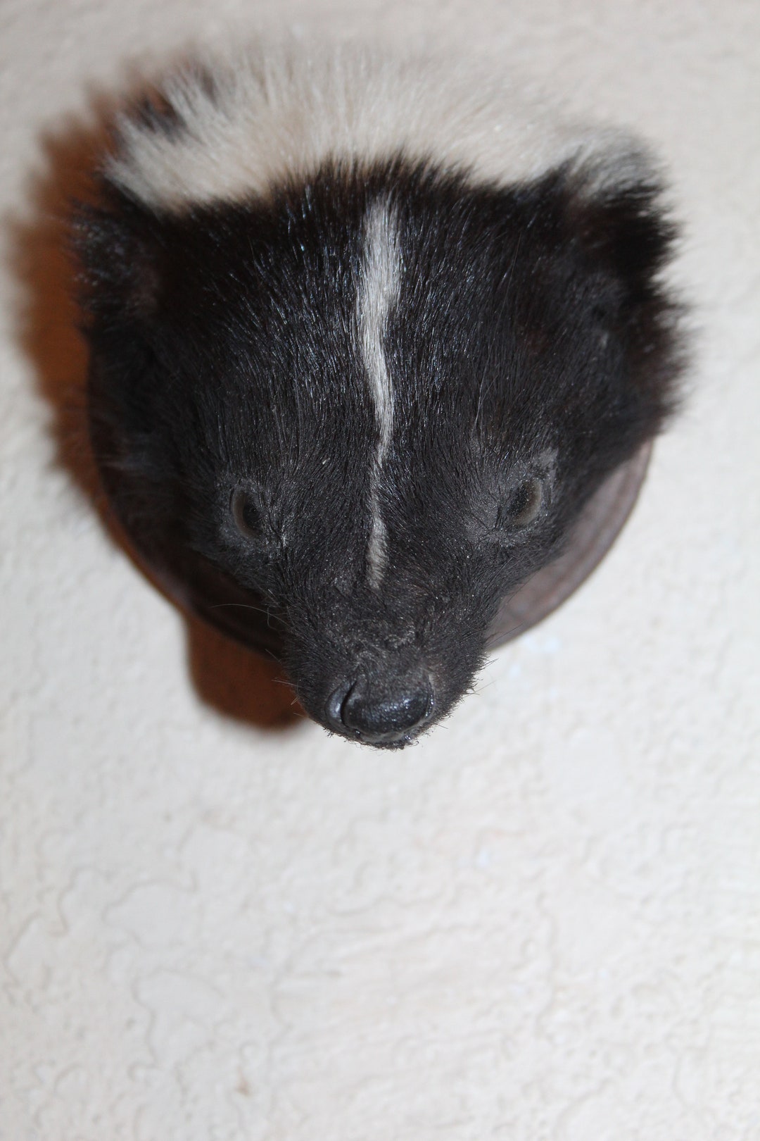 New Skunk Head Mount Taxidermy Whitetail Deer Antler Mule Hunt - Etsy