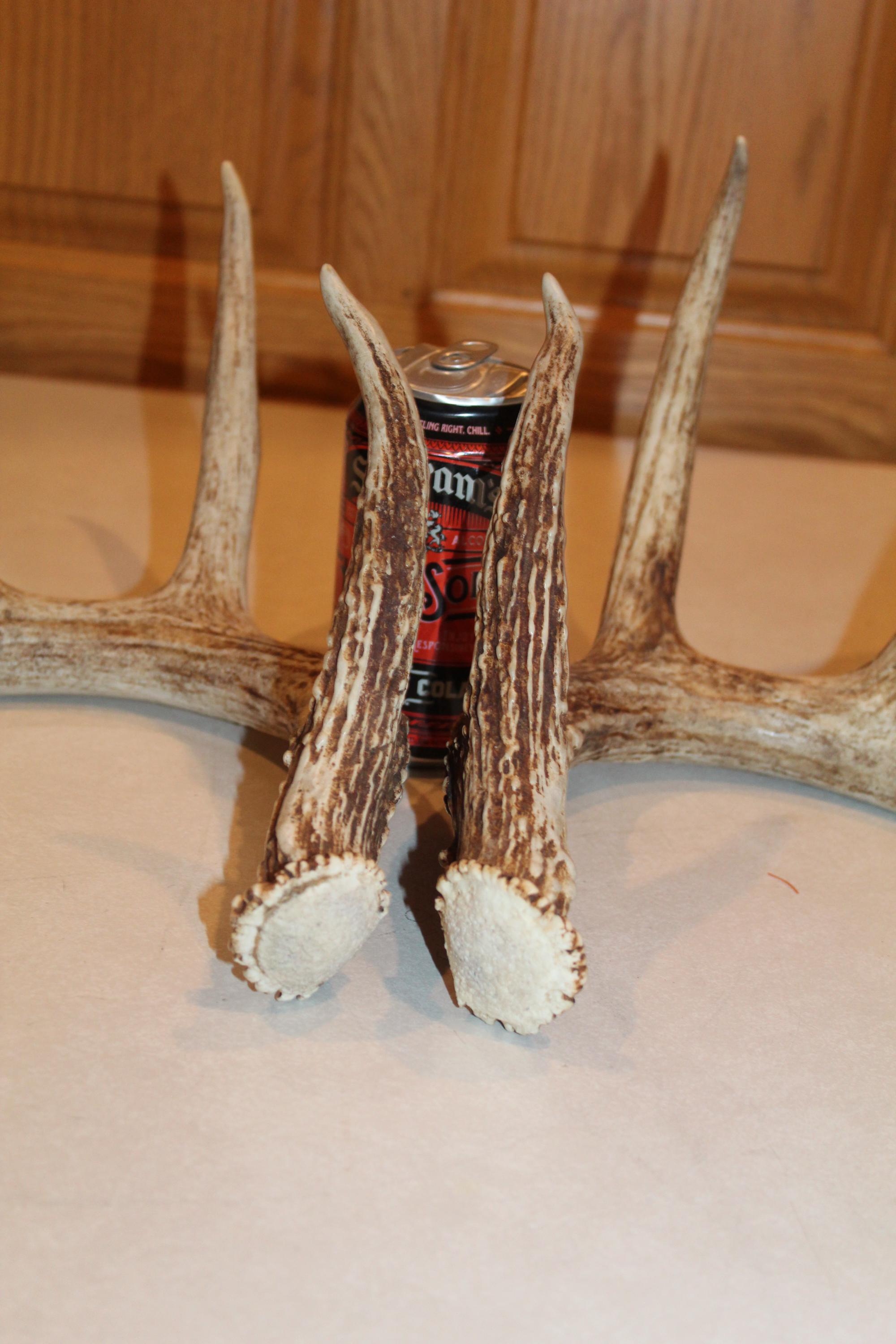 Whitetail Deer Shed Antler Mounts Taxidermy Hunt Log Cabin Wall Decor ...