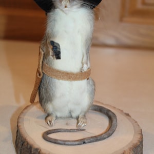 Taxidermy Cowboy Hat Barn Rat Mount Novelty Whitetail Deer Log Cabin ...