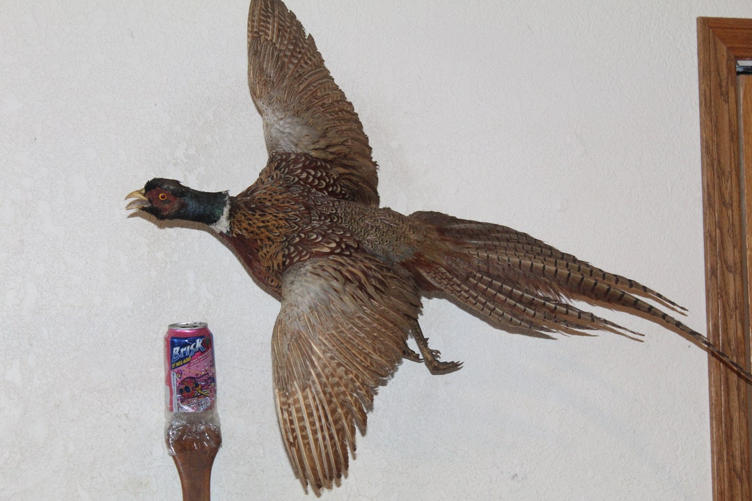 Flying Chinese Ringneck Pheasant Rooster Taxidermy Log Cabin Decor ...