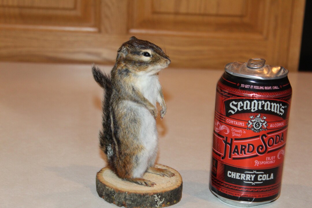 New Taxidermy Chipmunk Mount Novelty Whitetail Deer Log Cabin Decor ...