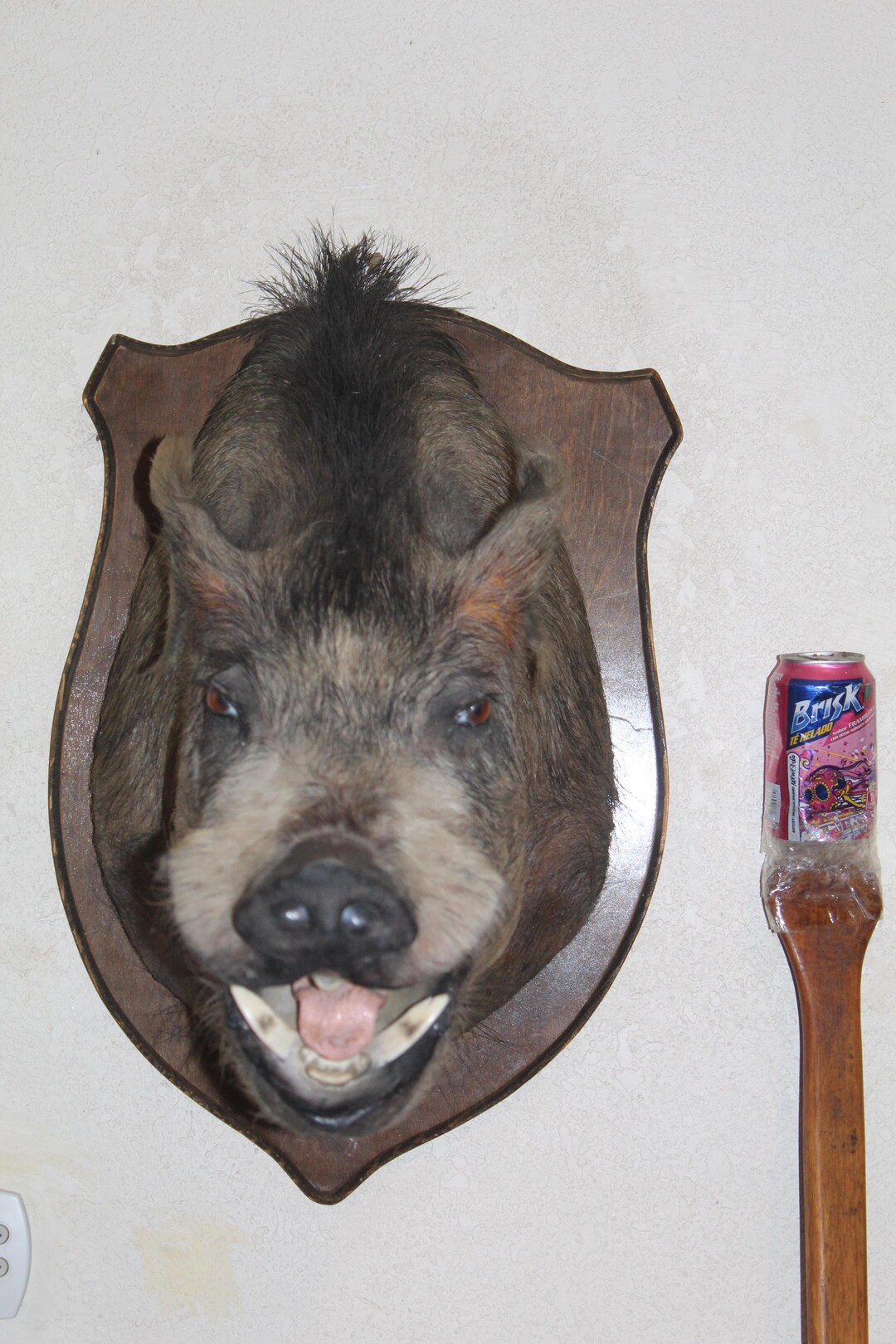 Pig Head Mount Taxidermy Log Cabin Decor - Etsy