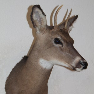Whitetail Deer Head Shoulder Mount Taxidermy Cape Shed Antler Hunt Mule ...