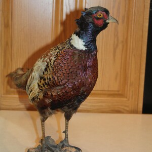 Standing Chinese Ringneck Pheasant Rooster Taxidermy Log Cabin Decor ...