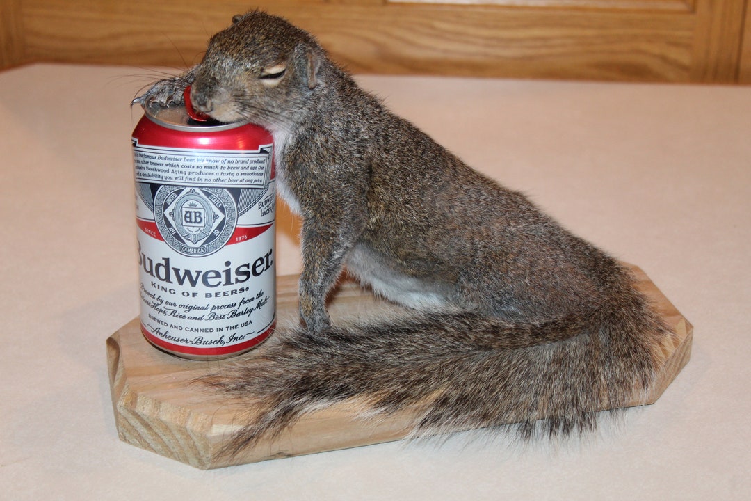 New Taxidermy Drunk Squirrel Mount Budweiser Beer Novelty Mule Whitetail Deer - Etsy