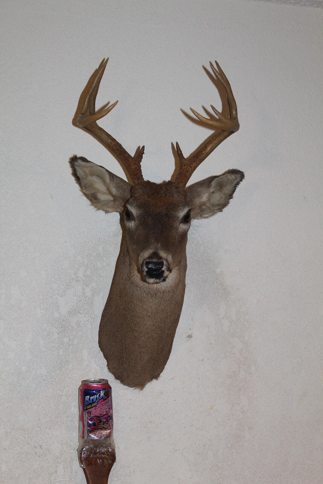 Whitetail Deer Head Shoulder Mount Taxidermy Cape Shed Antler Hunt Mule ...