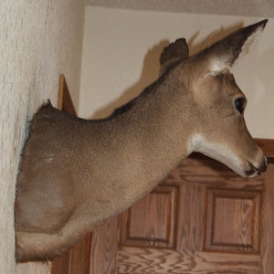 Whitetail Deer Head Shoulder Mount Taxidermy Cape Shed Antler Hunt Mule ...