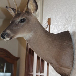 Whitetail Deer Head Shoulder Mount Taxidermy Cape Shed Antler Hunt Mule ...