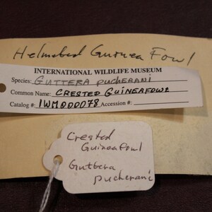 Flying African Guinea Fowl Hen Bird Taxidermy Log Cabin Decor Mount ...