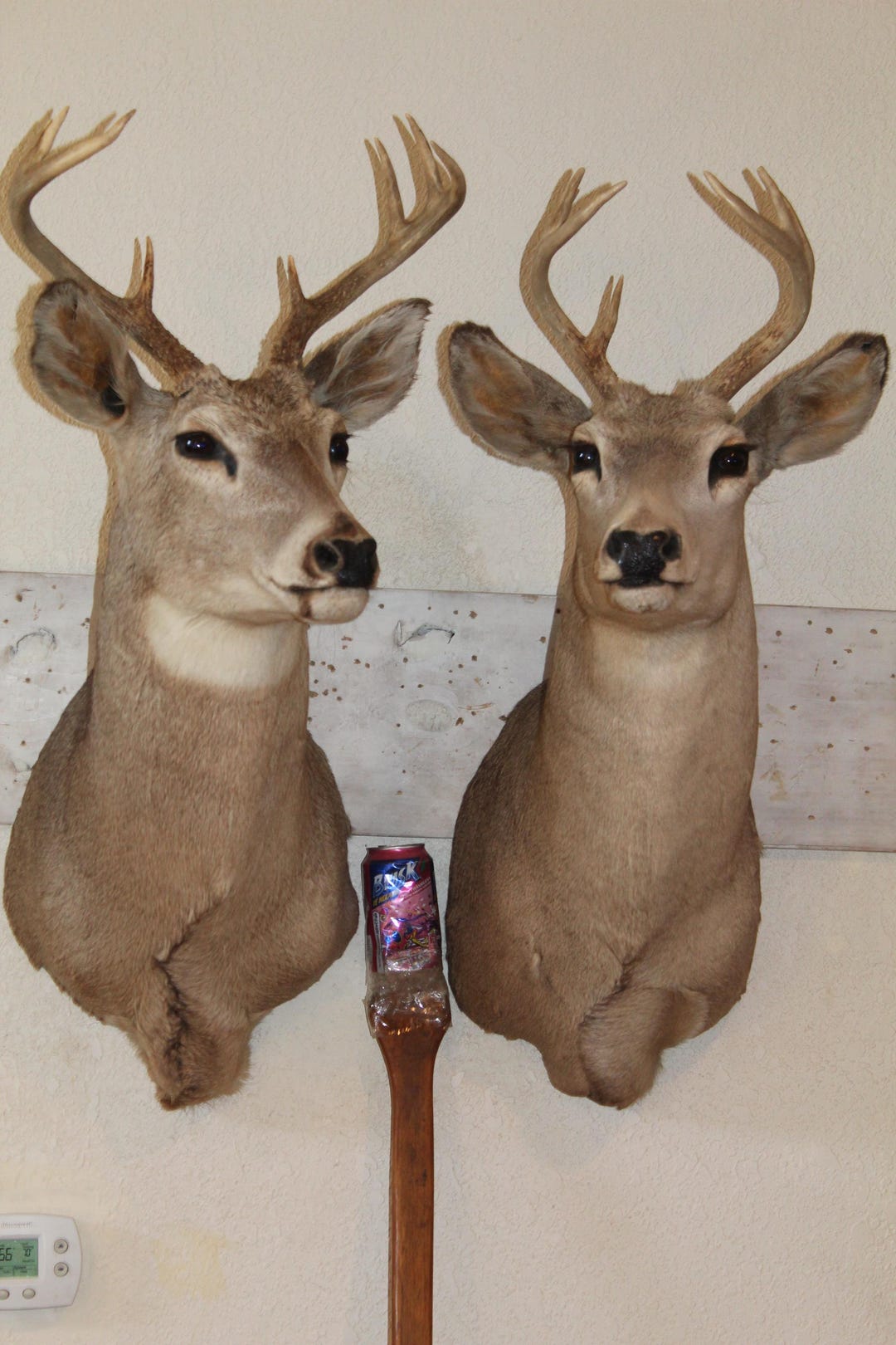 Pair Whitetail Deer Head Shoulder Mounts Taxidermy Cape Shed Antler ...