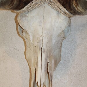 Bull Steer Cow Skull European Mount Taxidermy Texas Skeleton Bone ...