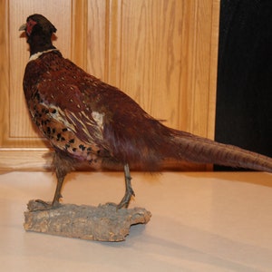Standing Chinese Ringneck Pheasant Rooster Taxidermy Log Cabin Decor ...