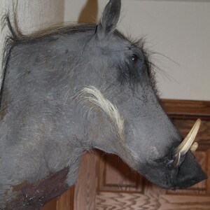 Pig Head Mount Taxidermy Log Cabin Decor - Etsy