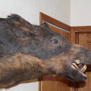 Pig Hog Head Mount Taxidermy Log Cabin Decor - Etsy