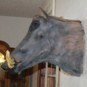 Pig Head Mount Taxidermy Log Cabin Decor - Etsy