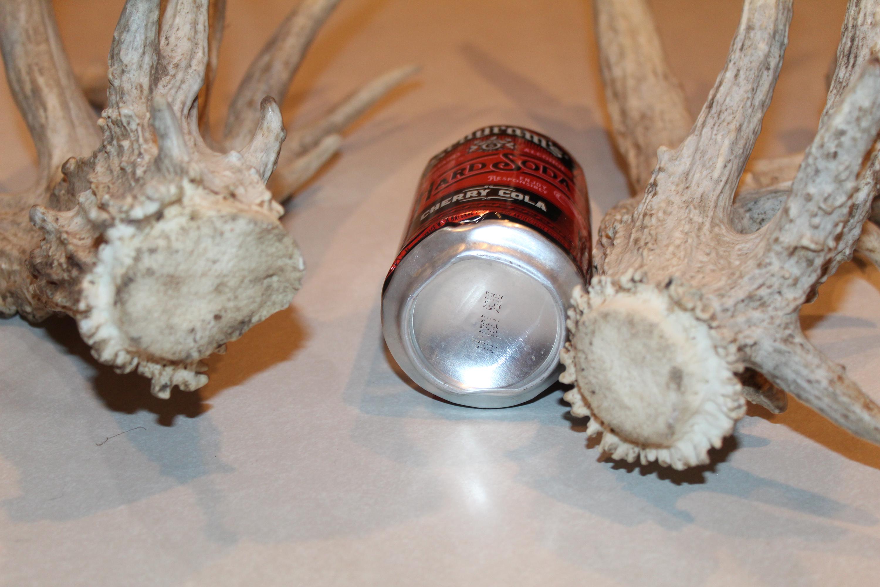 Whitetail Deer Shed Antler Mounts Taxidermy Hunt Log Cabin Wall Decor ...
