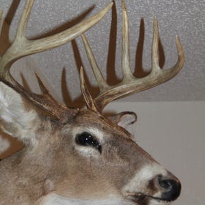Whitetail Deer Head Shoulder Mount Taxidermy Cape Shed Antler Hunt Mule ...