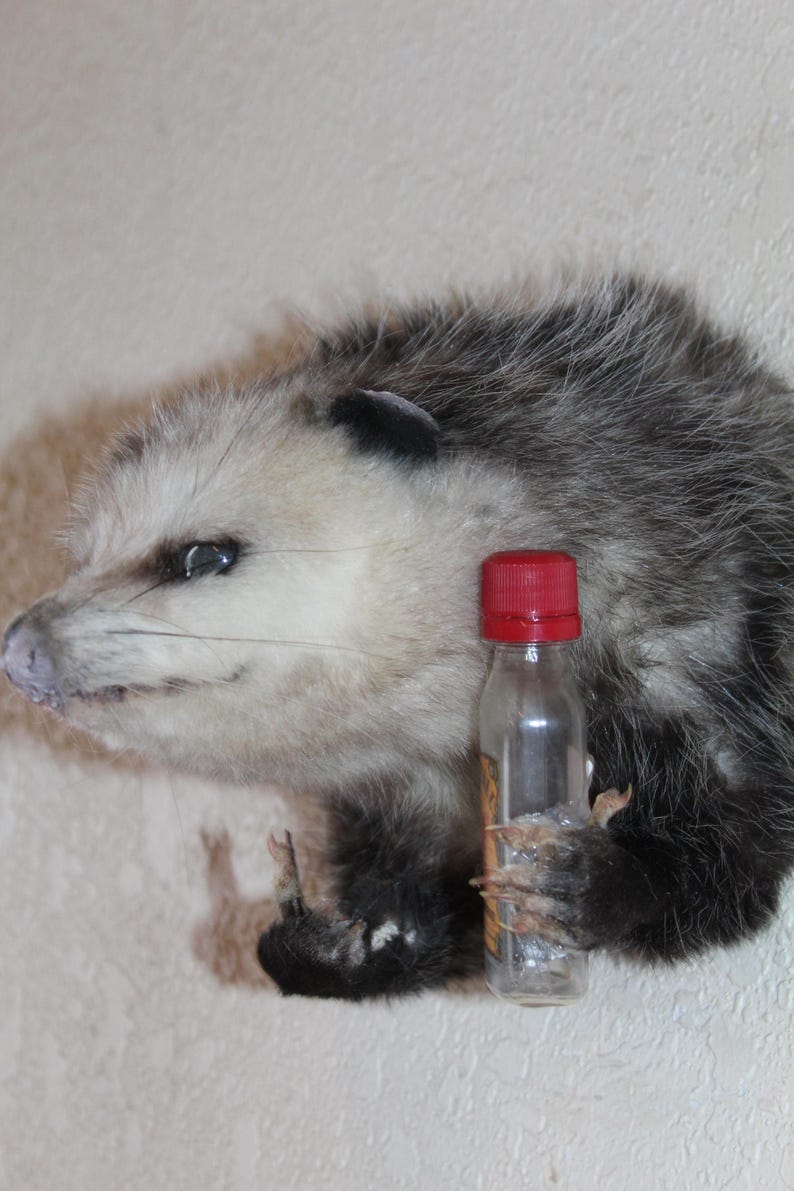 New Naughty Finger Angry Opossum Mount Taxidermy Antler Novelty ...